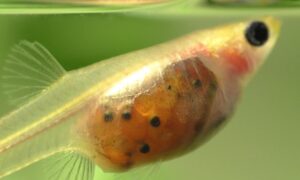 55 Different Types of Guppies (With Pics!) | FishLab