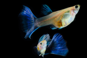 55 Different Types of Guppies (With Pics!) | FishLab
