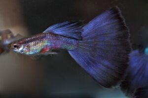 55 Different Types of Guppies (With Pics!) | FishLab
