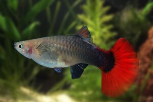55 Different Types of Guppies (With Pics!) | FishLab