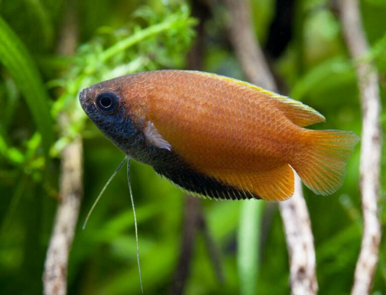 24 Peaceful Community Fish For Your Tank (With Pics!) | FishLab