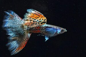 55 Different Types of Guppies (With Pics!) | FishLab