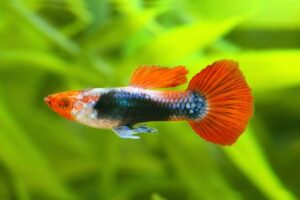 55 Different Types of Guppies (With Pics!) | FishLab