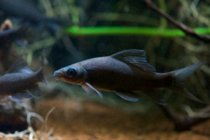 12 Freshwater Aquarium Sharks for Tanks of All Sizes | FishLab