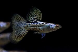 55 Different Types of Guppies (With Pics!) | FishLab