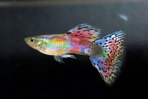 55 Different Types of Guppies (With Pics!) | FishLab