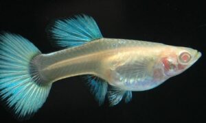 55 Different Types of Guppies (With Pics!) | FishLab