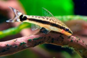 15 Best Fish For Small Tanks (With Pics!) | FishLab
