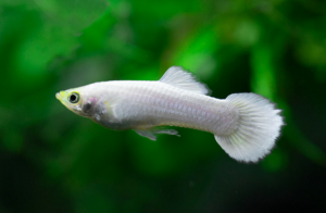 55 Different Types of Guppies (With Pics!) | FishLab