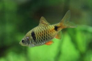 21 Best Cold Water Fish For Your Aquarium (No Heater Required) | FishLab