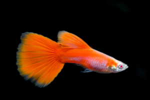 55 Different Types of Guppies (With Pics!) | FishLab
