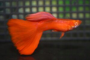 55 Different Types of Guppies (With Pics!) | FishLab