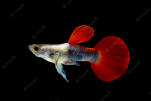 55 Different Types of Guppies (With Pics!) | FishLab