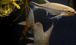 12 Freshwater Aquarium Sharks for Tanks of All Sizes | FishLab