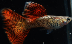 55 Different Types of Guppies (With Pics!) | FishLab