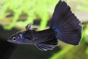 55 Different Types of Guppies (With Pics!) | FishLab