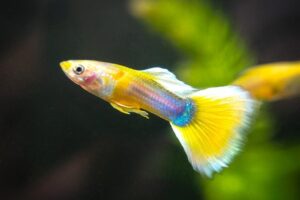 55 Different Types of Guppies (With Pics!) | FishLab
