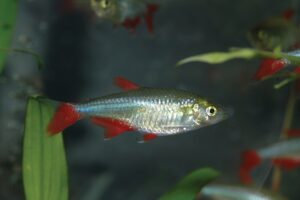 21 Best Cold Water Fish For Your Aquarium (No Heater Required) | FishLab