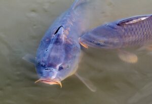 75+ Popular Fish That Start With H | FishLab