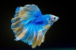 75+ Popular fish that start with Z | FishLab