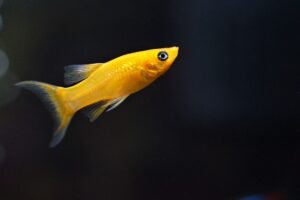 75+ Popular Fish That Start With M | FishLab