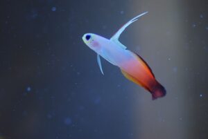 Popular Fish Starting With F - FishLab