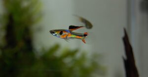 75+ Popular Fish That Start with G | FishLab