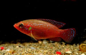75+ Popular fish that start with Z - FishLab