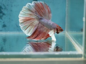 75+ Popular Fish That Start With H | FishLab