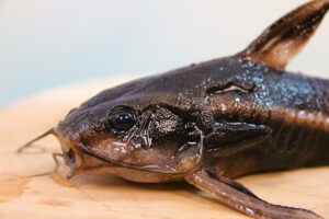 75+ Popular Fish That Start with T | FishLab