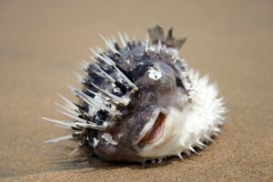 75+ Popular Fish That Start With P | FishLab