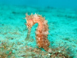 75+ Popular Fish That Start With S | FishLab