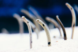 75+ Popular Fish That Start with G - FishLab