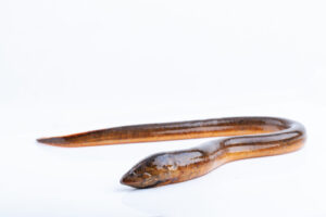 75+ Popular Fish That Start With A - FishLab