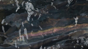 75+ Popular Fish That Start With C - FishLab