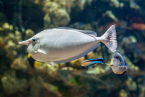 75+ Popular Fish That Start With W - FishLab