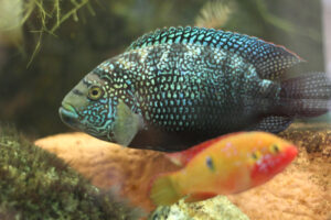 75+ Popular Fish That Start with J - FishLab