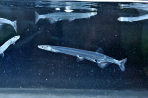 75+ Popular Fish That Start With I | FishLab