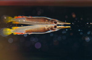 75+ Popular Fish That Start With H | FishLab