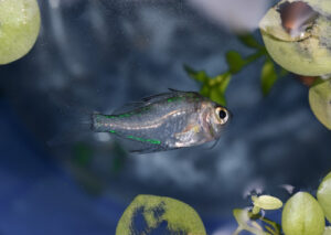 75+ Popular Fish That Start With P | FishLab