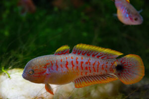 75+ Popular Fish That Start With P | FishLab