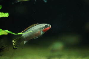 75+ Popular Fish That Start With N - FishLab