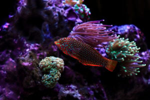 75+ Popular Fish That Start With O | FishLab