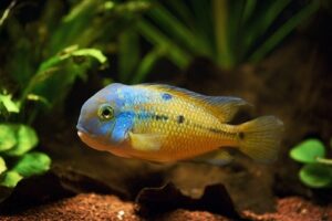 75+ Popular Fish That Start With N | FishLab