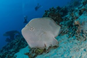 75+ Popular Fish That Start With I | FishLab