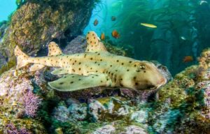 75+ Popular Fish That Start With H - FishLab.com