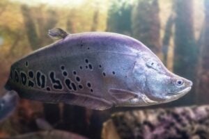 75+ Popular Fish Starting With F | FishLab