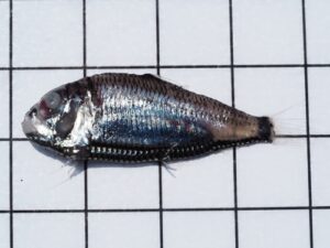 75+ Popular Fish That Start with L | FishLab