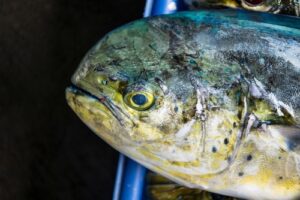 75+ Popular Fish That Start with G | FishLab