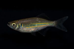 75+ Popular Fish That Start with Q | FishLab